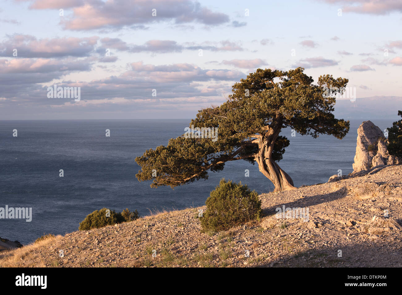 juniper tree on rocky coast of Black sea Stock Photo - Alamy