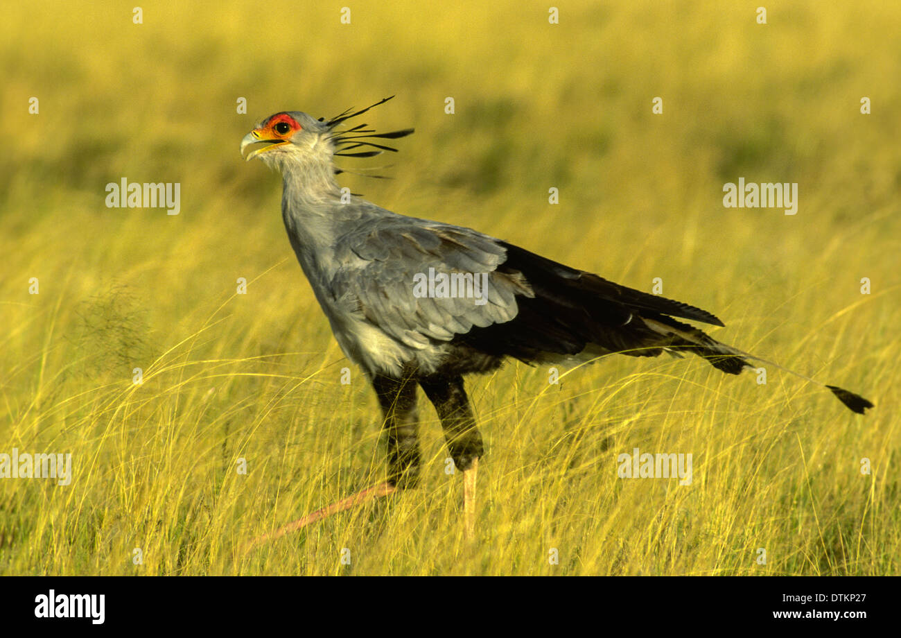 SECRETARY BIRD (Sagittarius serpentarius) HUNTING ON A GRASS PLAIN IN ...