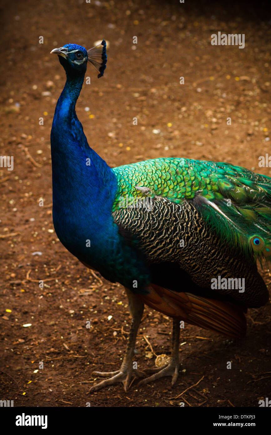 Indian peafowl blue peafowl hi-res stock photography and images - Alamy