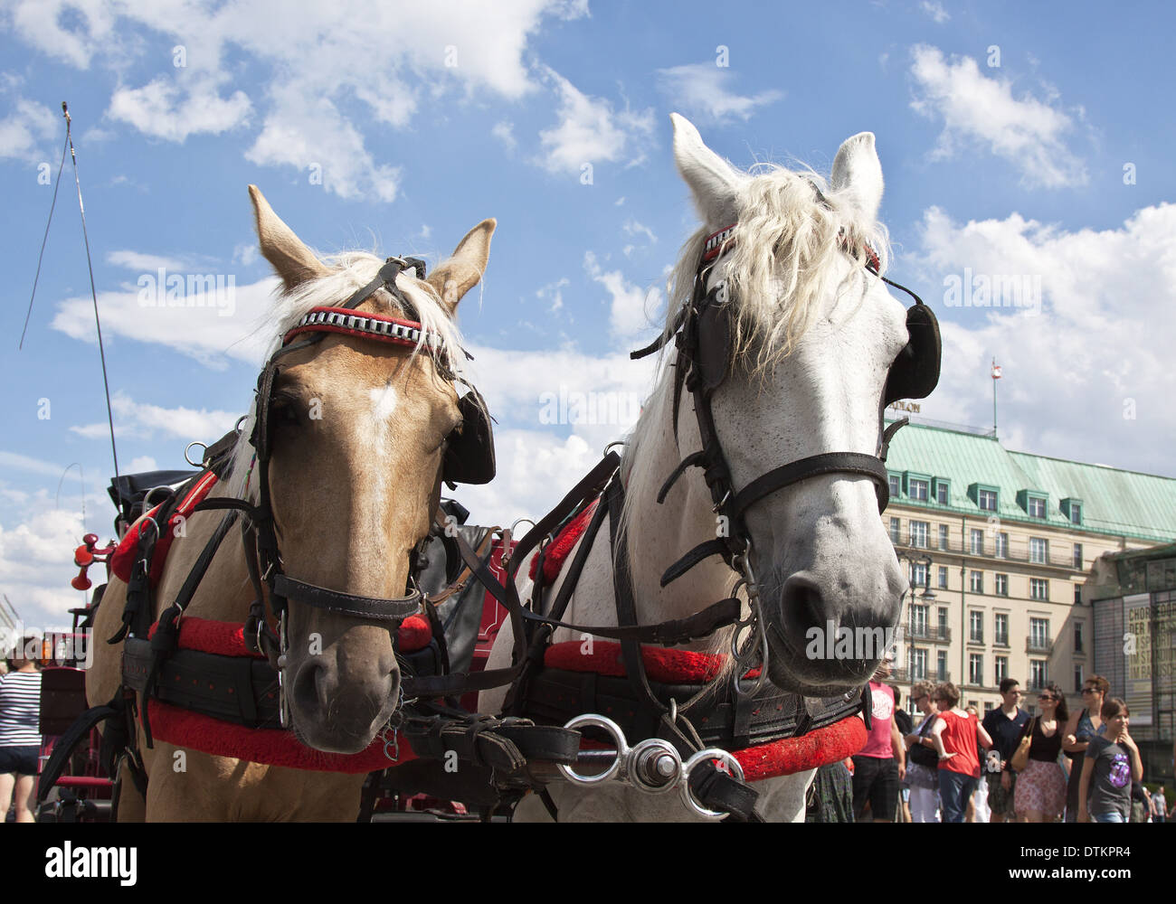 Horse and carr hi-res stock photography and images - Alamy