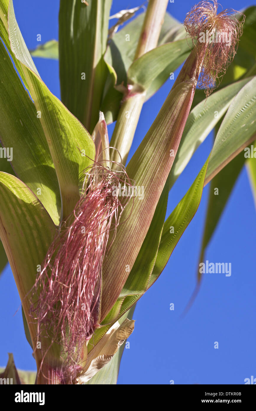 Genetically modified corn Stock Photo - Alamy