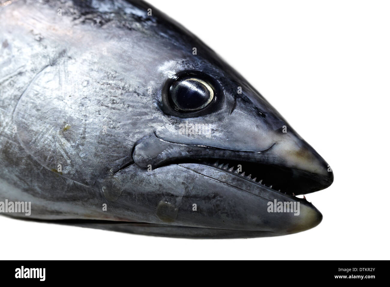 Fish head on white Stock Photo - Alamy