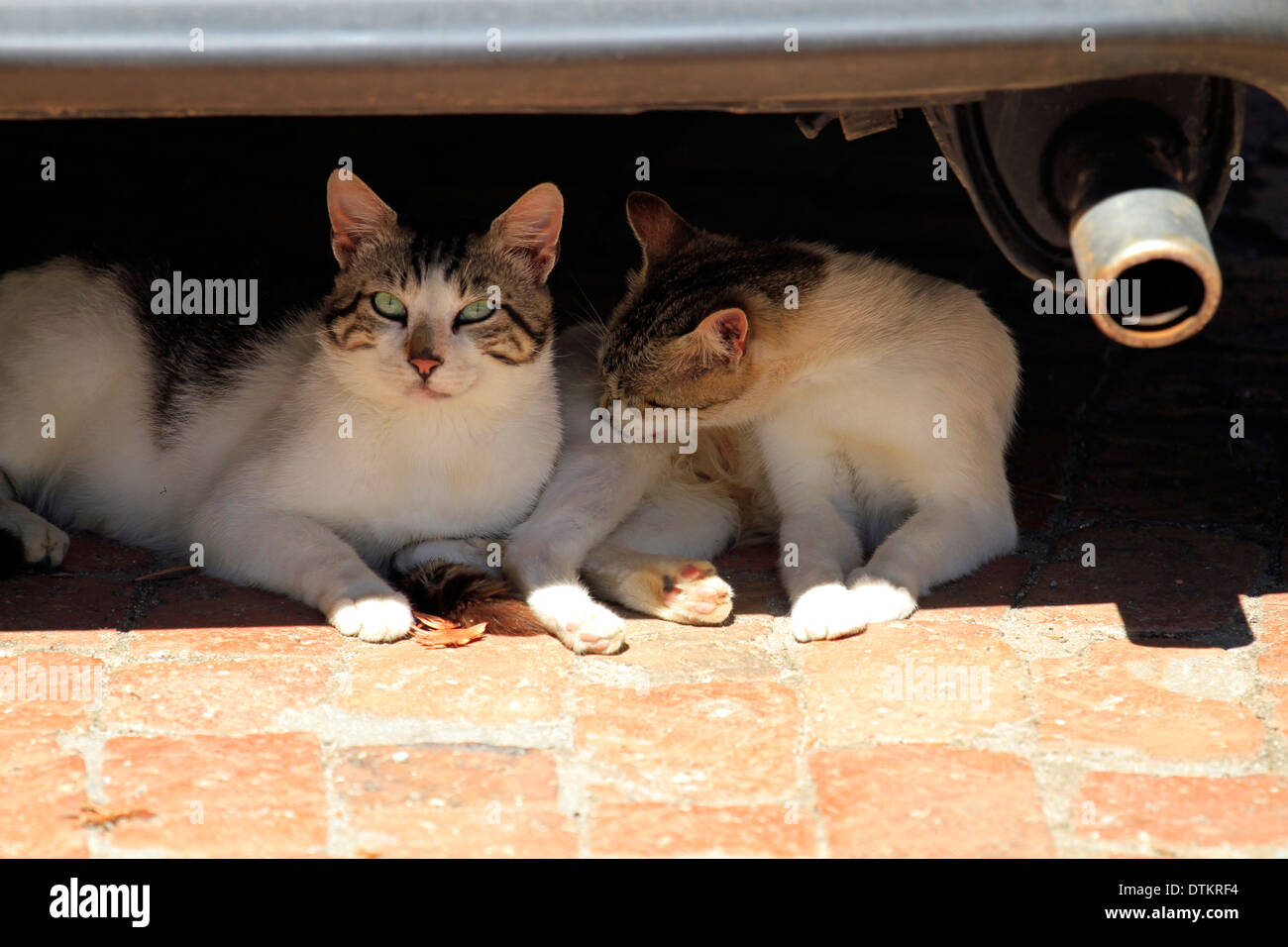 Cats in shade hi-res stock photography and images - Alamy