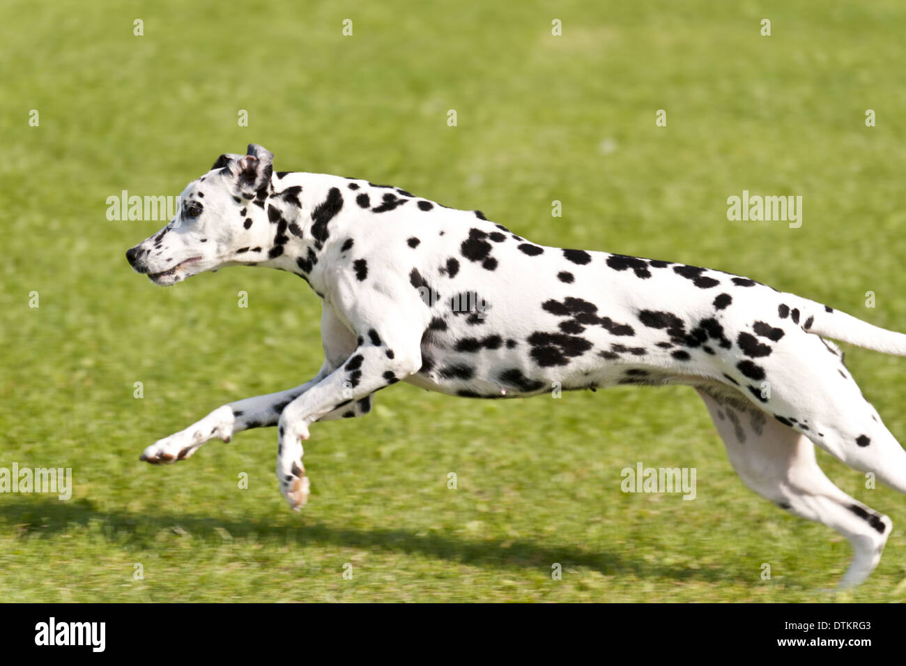 Dog points hi-res stock photography and images - Alamy
