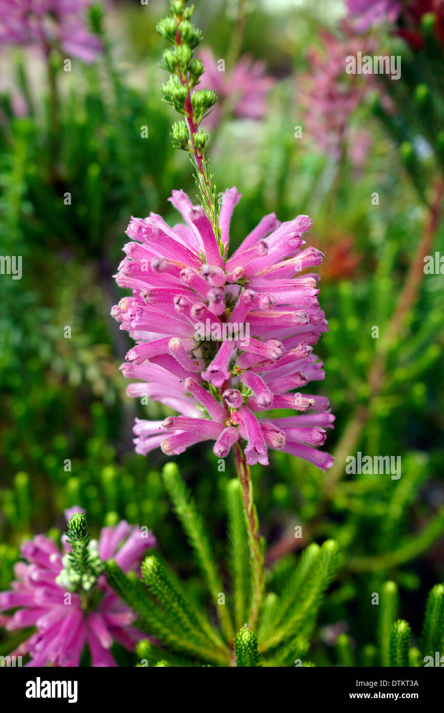 Erica verticillata hi-res stock photography and images - Alamy