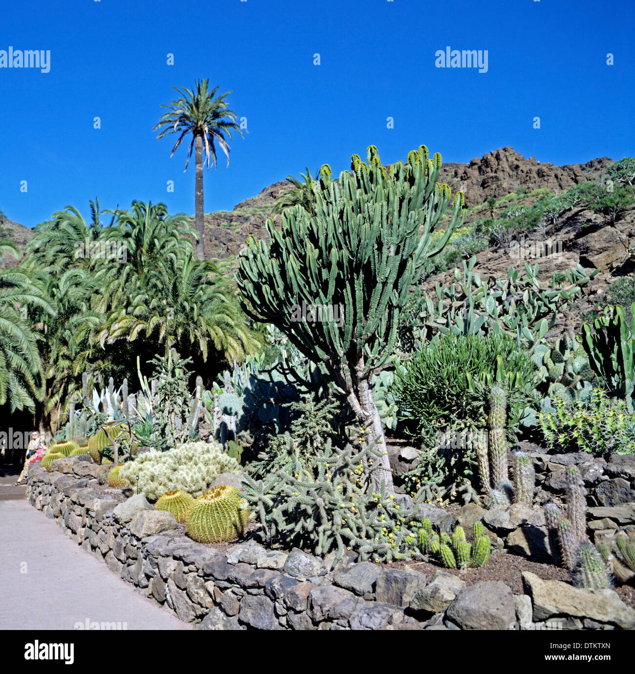 Cactus Garden in Palmitos Park Stock Photo - Alamy