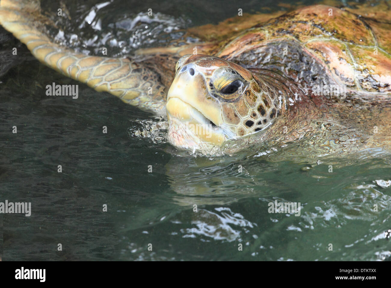 Closeup turtle hi-res stock photography and images - Alamy