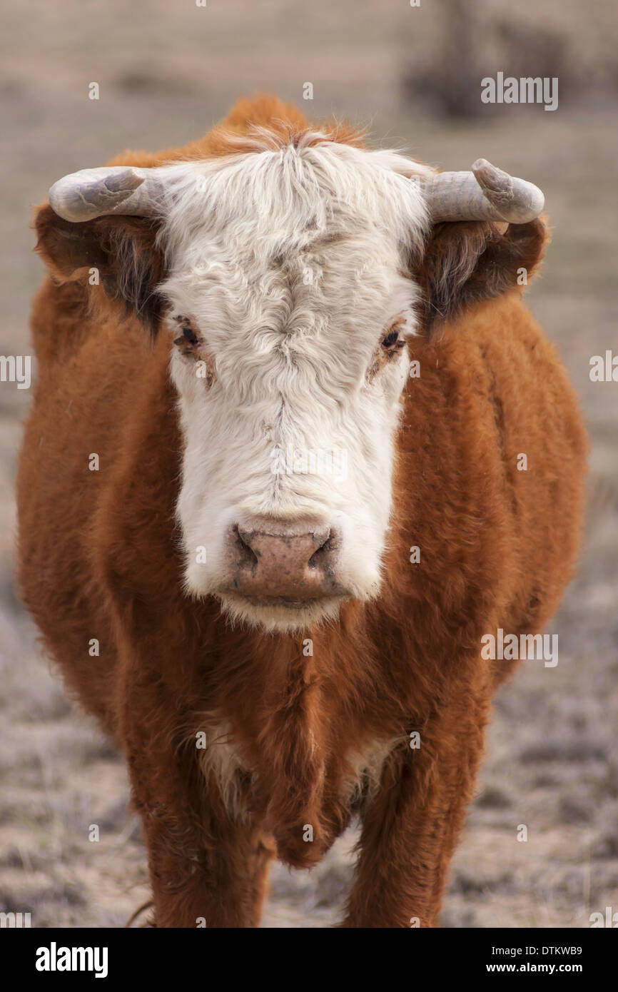 Rinder hi-res stock photography and images - Alamy