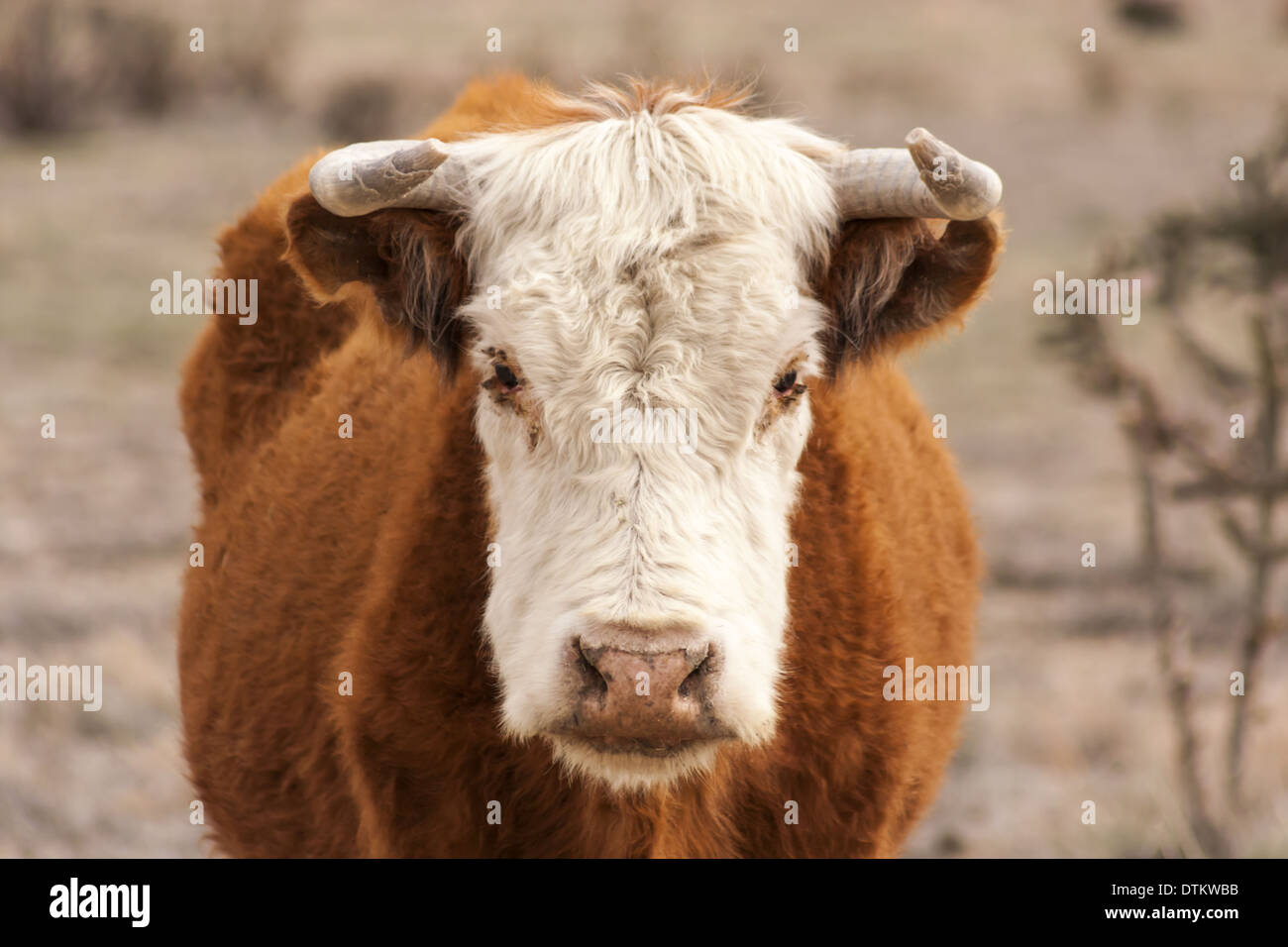 Rinder hi-res stock photography and images - Alamy