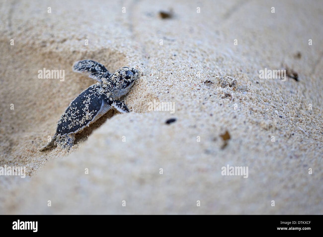 Green Sea Turtle Hatchling Stock Photo - Alamy
