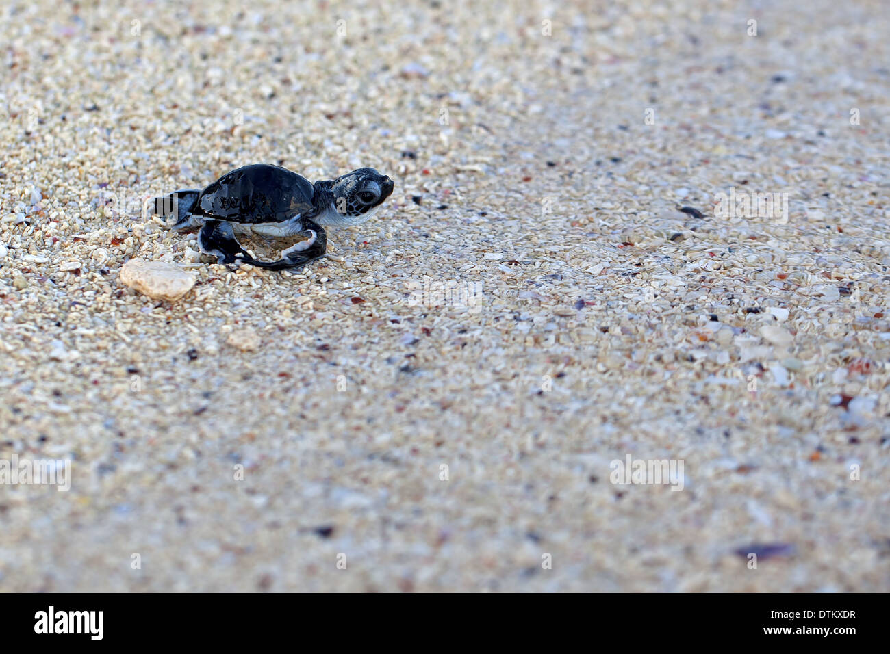 Green Sea Turtle Hatchling Stock Photo - Alamy