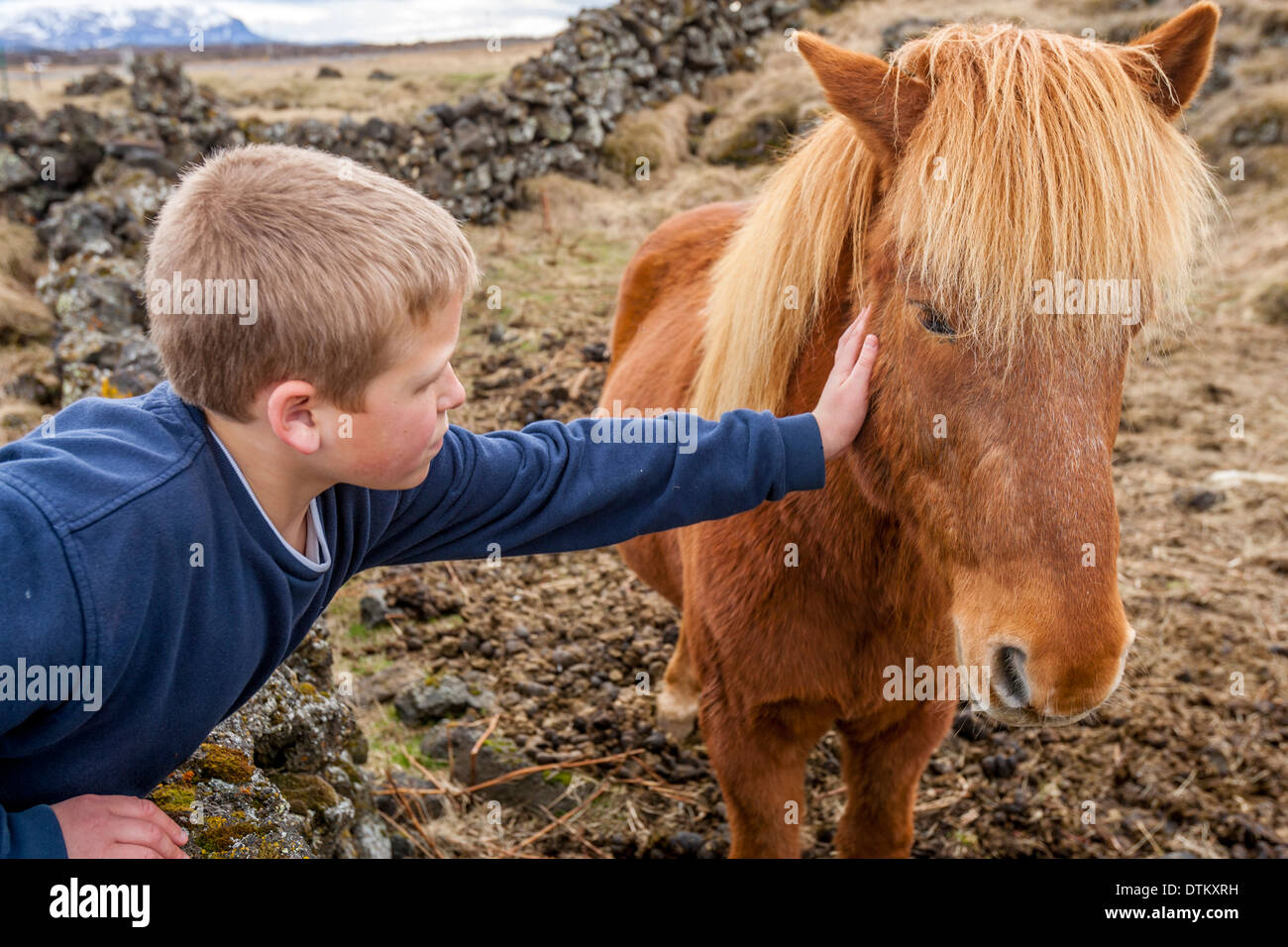 Boy touching horse hi-res stock photography and images - Alamy