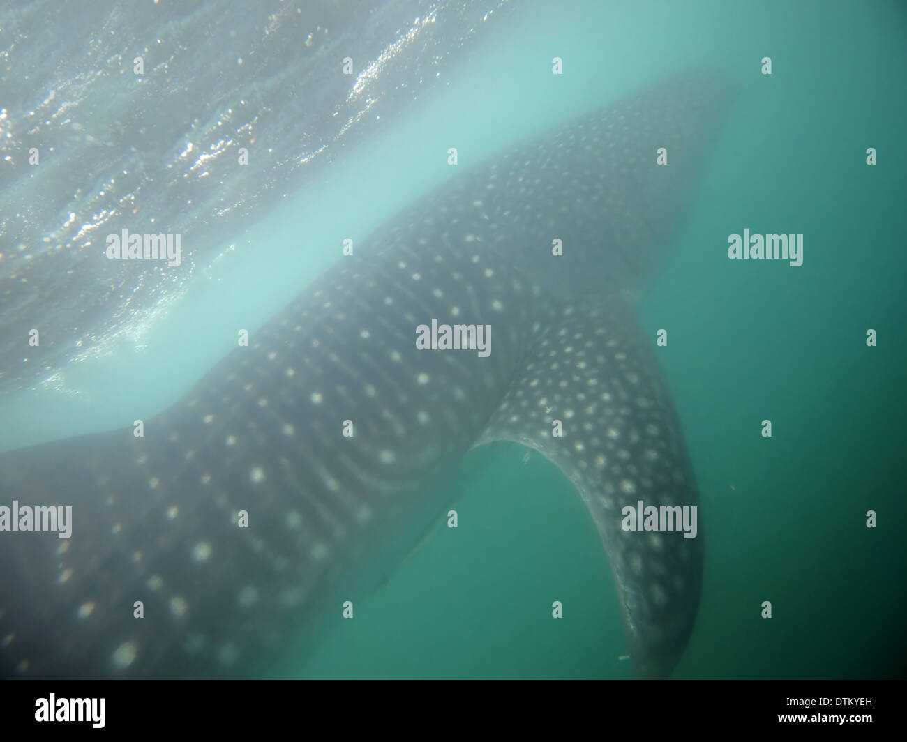 Whale shark feeding krill hi-res stock photography and images - Alamy