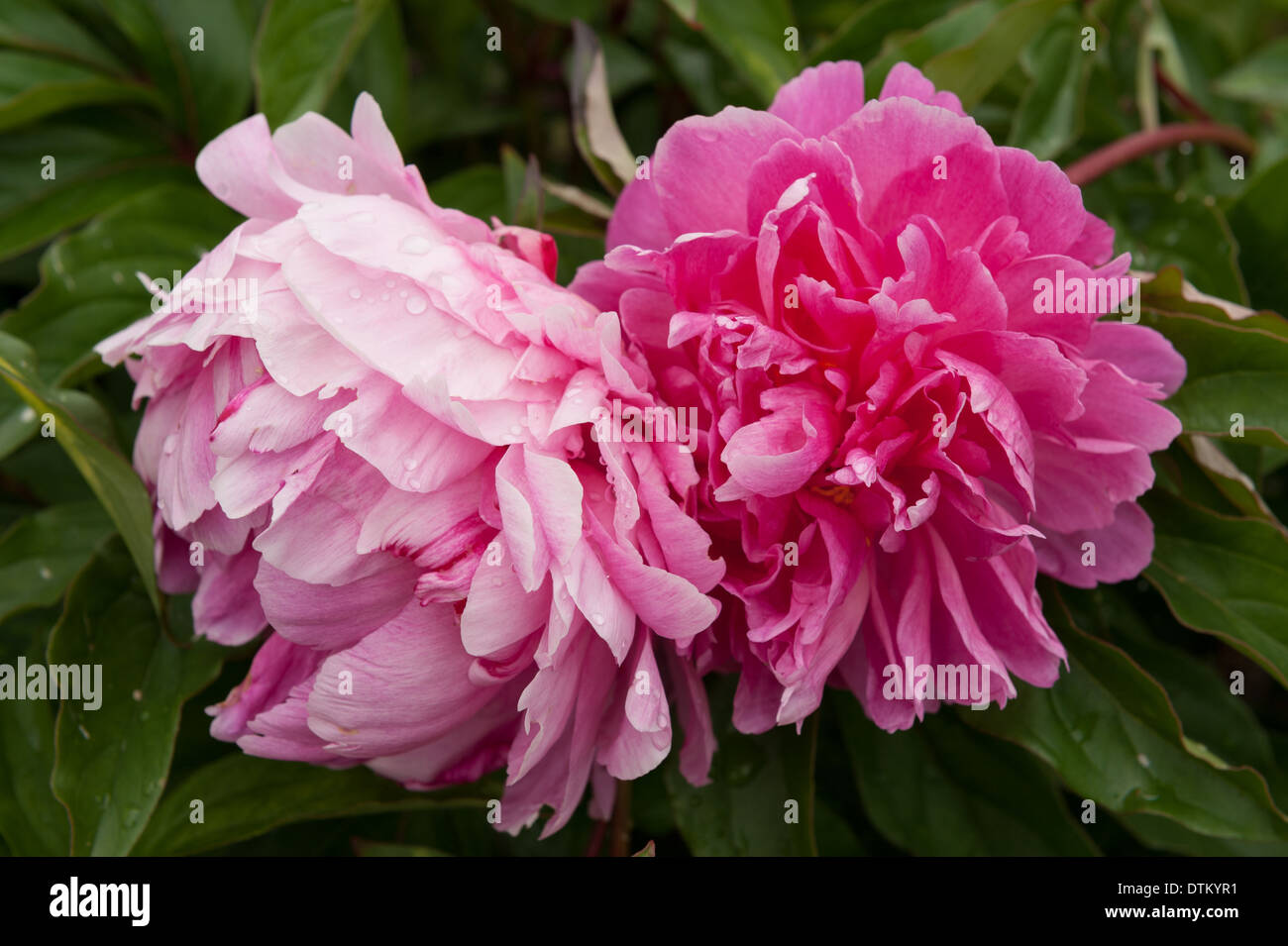 Pink peony flowers in full bloom Stock Photo - Alamy