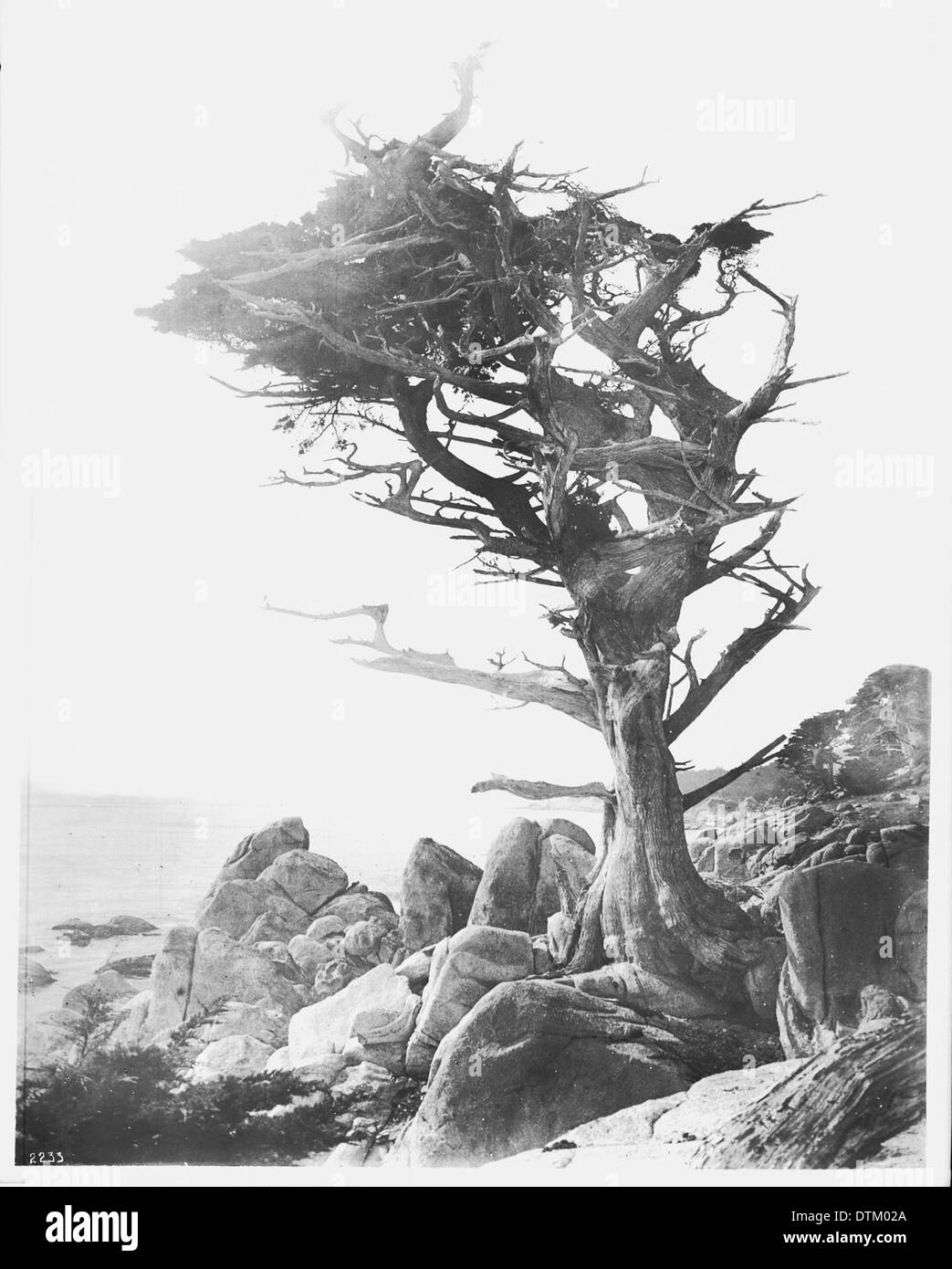 The photograph shows a scraggly Sentinel Cypress tree growing out of ...