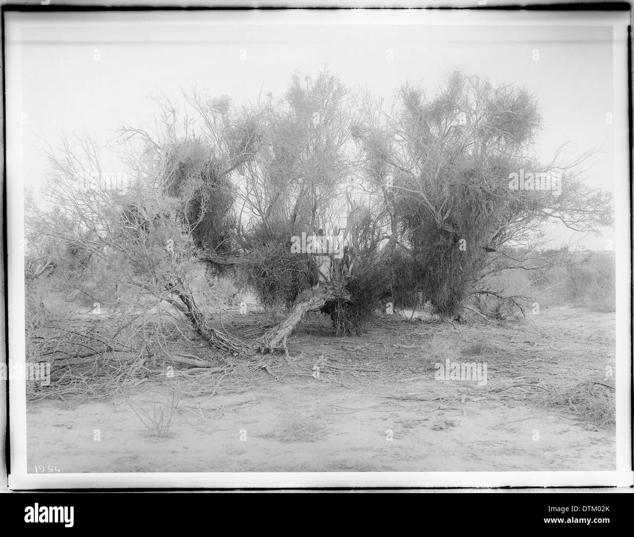 Screw tree plants Black and White Stock Photos & Images - Alamy