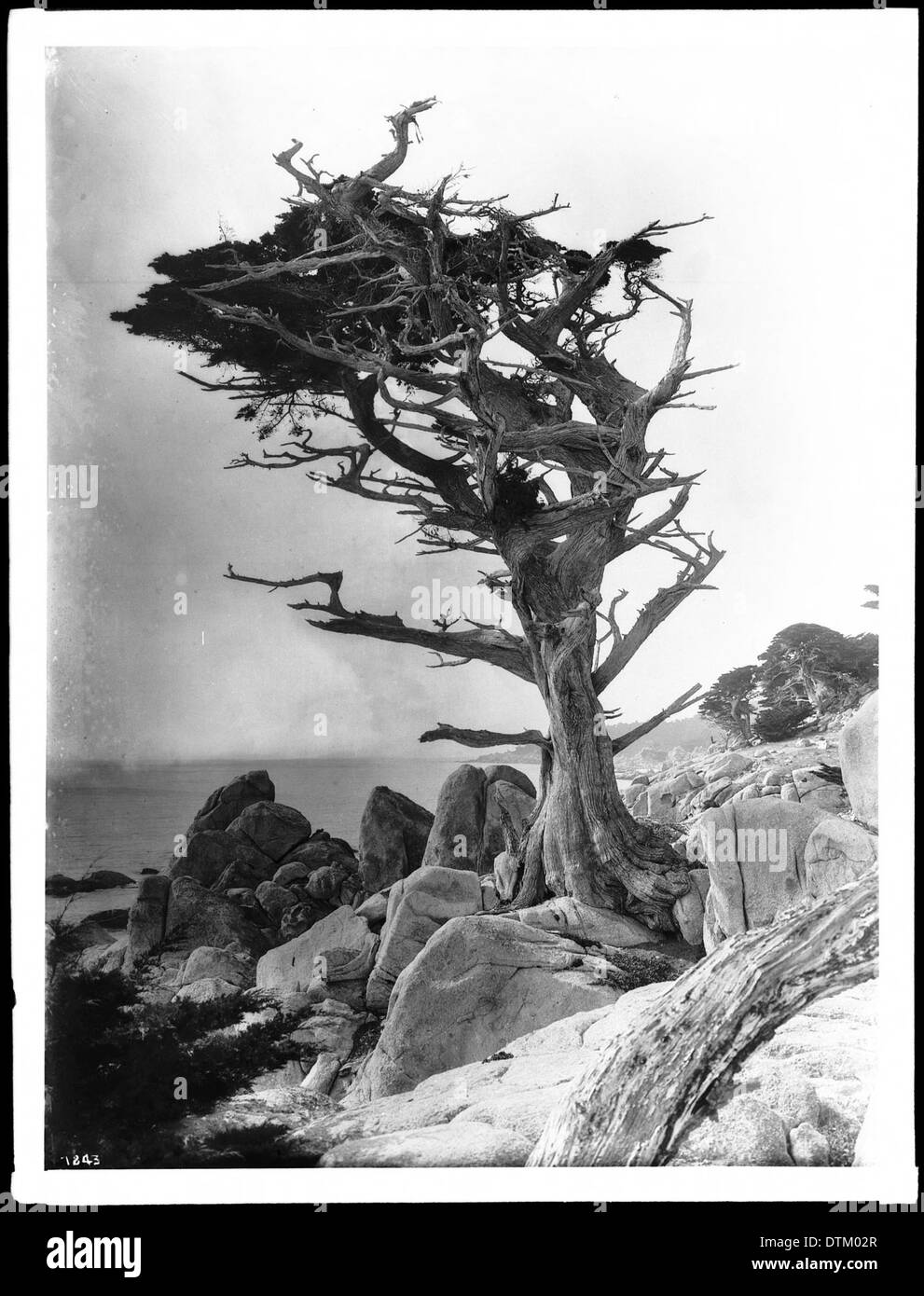 Scraggly old tree hi-res stock photography and images - Alamy