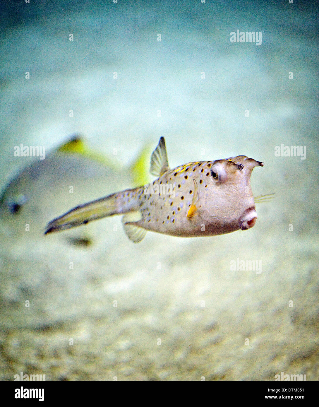Tropical aquarium fish hi-res stock photography and images - Alamy