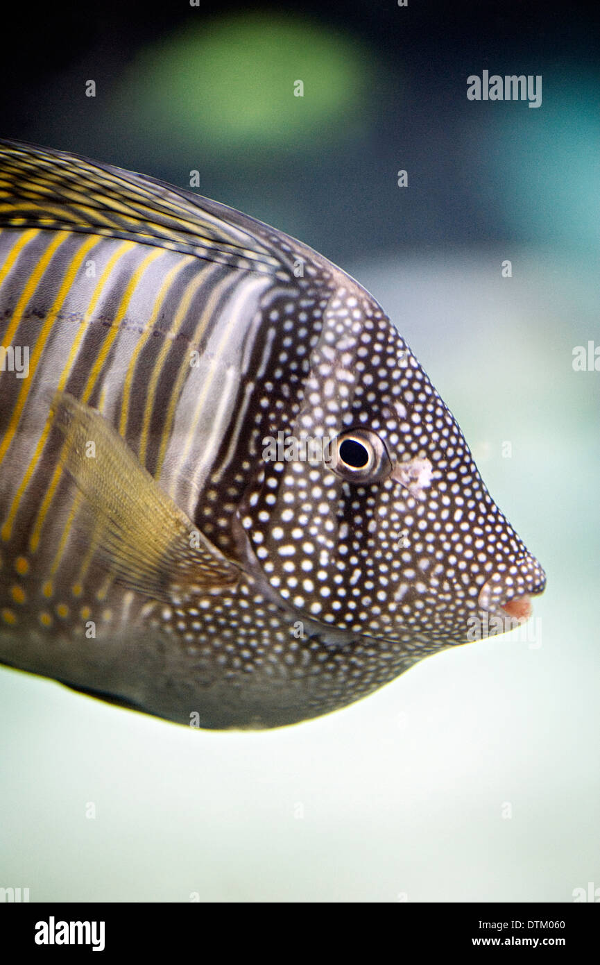 Warm water aquarium hi-res stock photography and images - Alamy