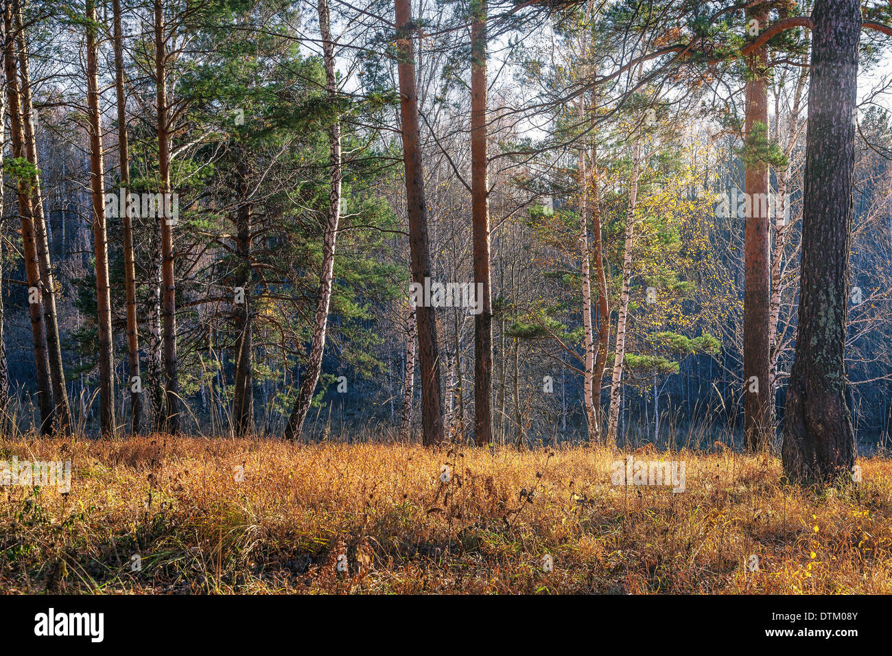 Fading forest hi-res stock photography and images - Alamy