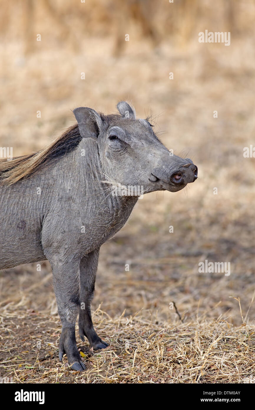 Warthog wild hi-res stock photography and images - Alamy