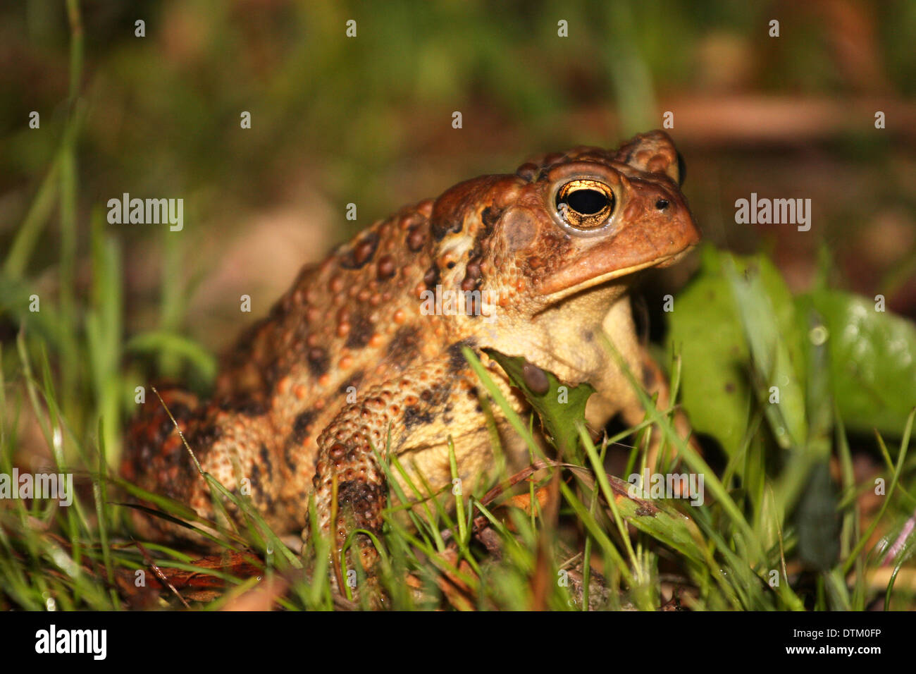 Toad sitting hi-res stock photography and images - Alamy