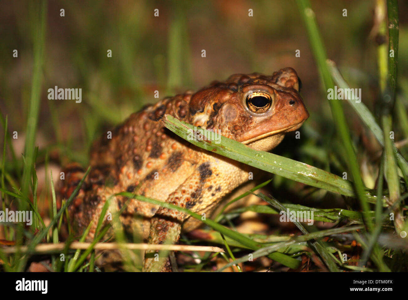 Toad sitting in the grass Stock Photo - Alamy