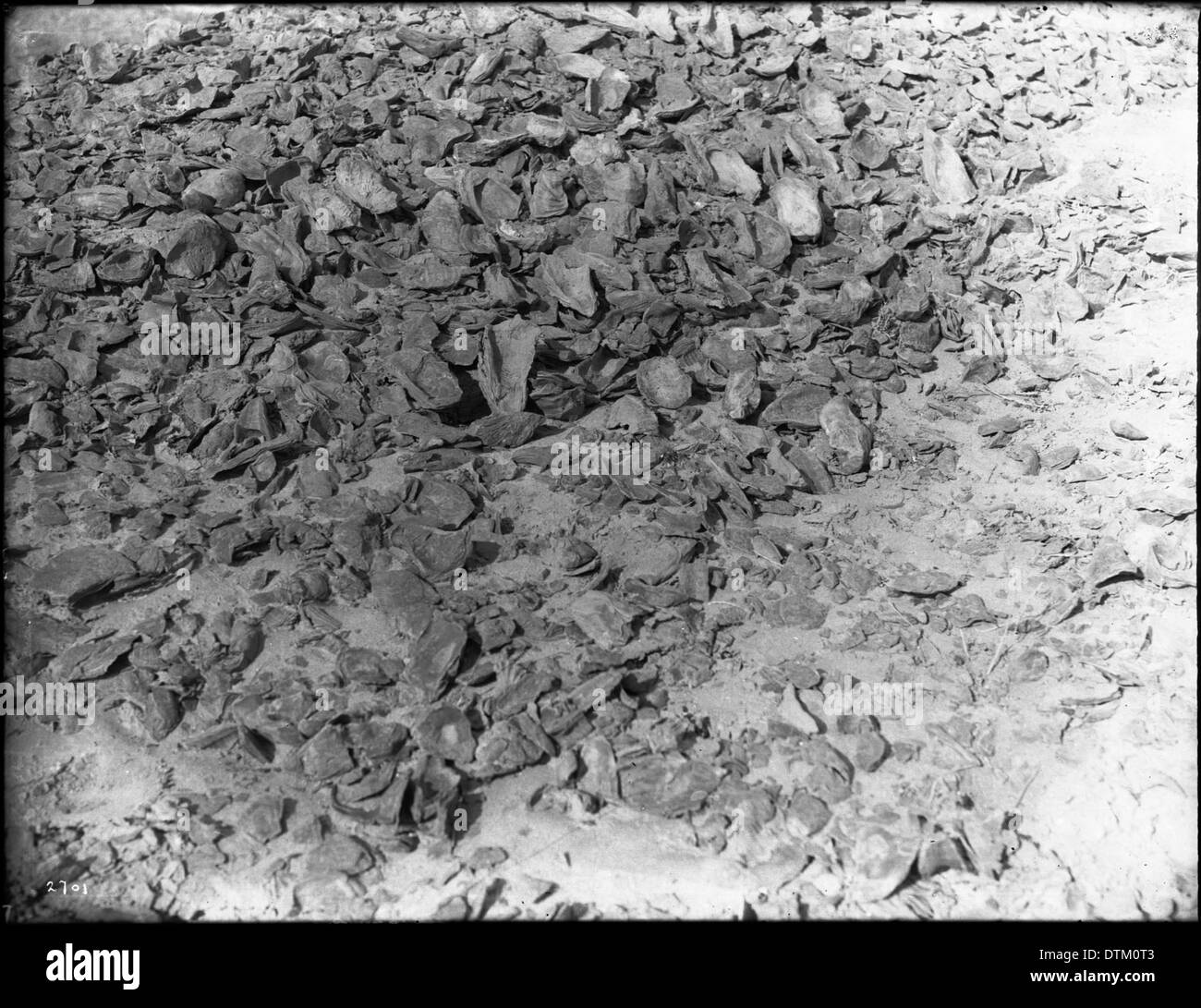 A photograph of a shell mountain formed by prehistoric oysters ...