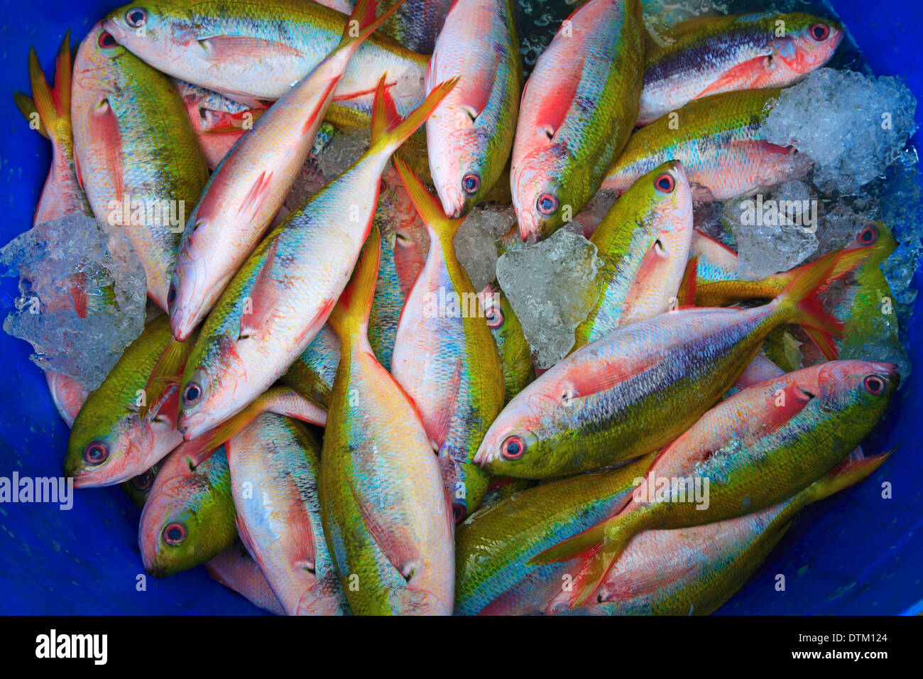 Malé maldives fish market hi-res stock photography and images - Alamy