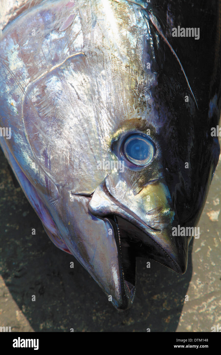 Male Fish Market High Resolution Stock Photography and Images - Alamy