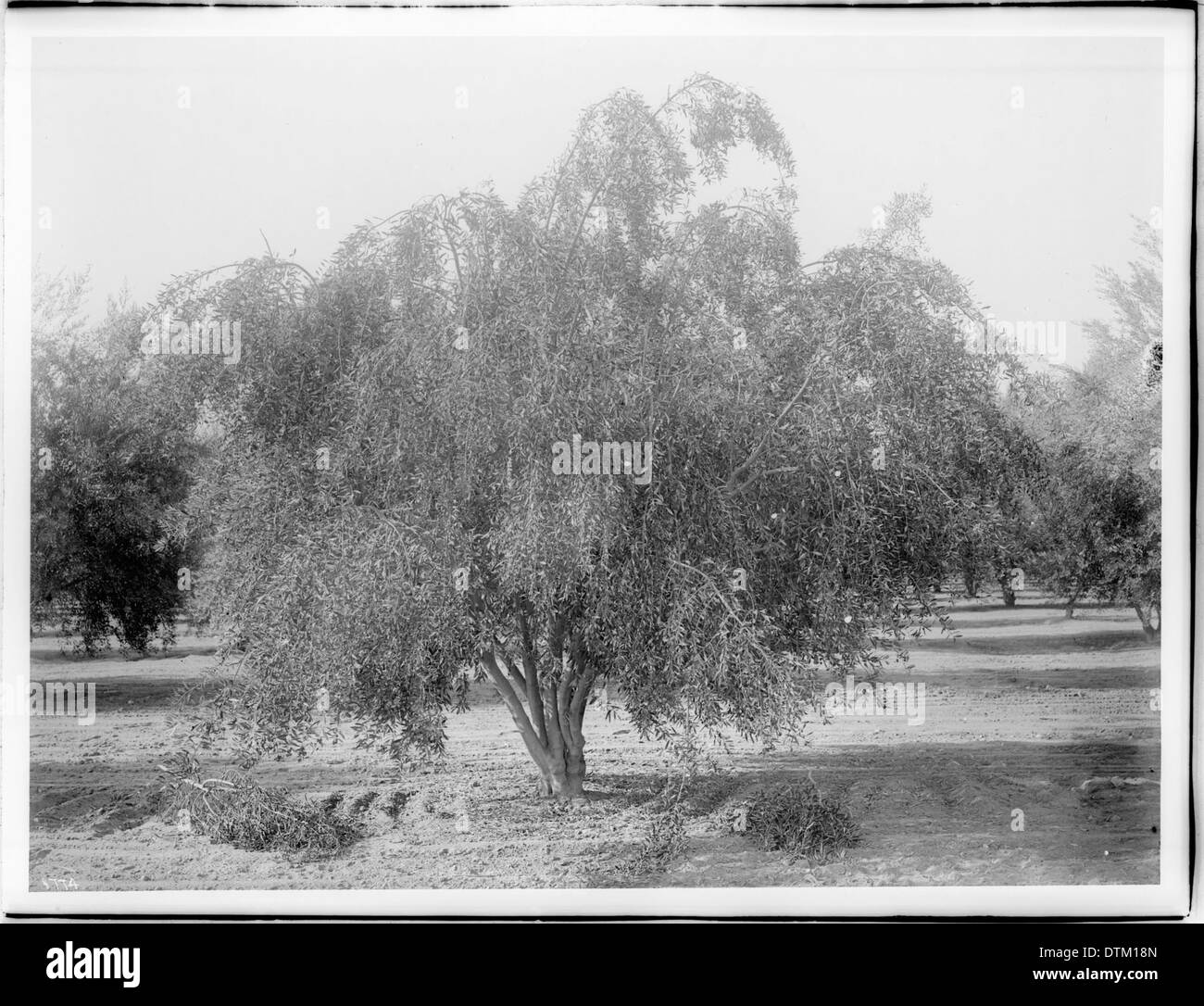 A photograph showing a six-year-old olive tree bearing fruit in an ...