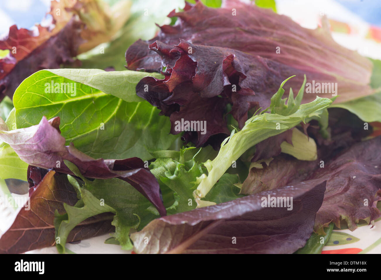 Green leaf lettuce hi-res stock photography and images - Alamy