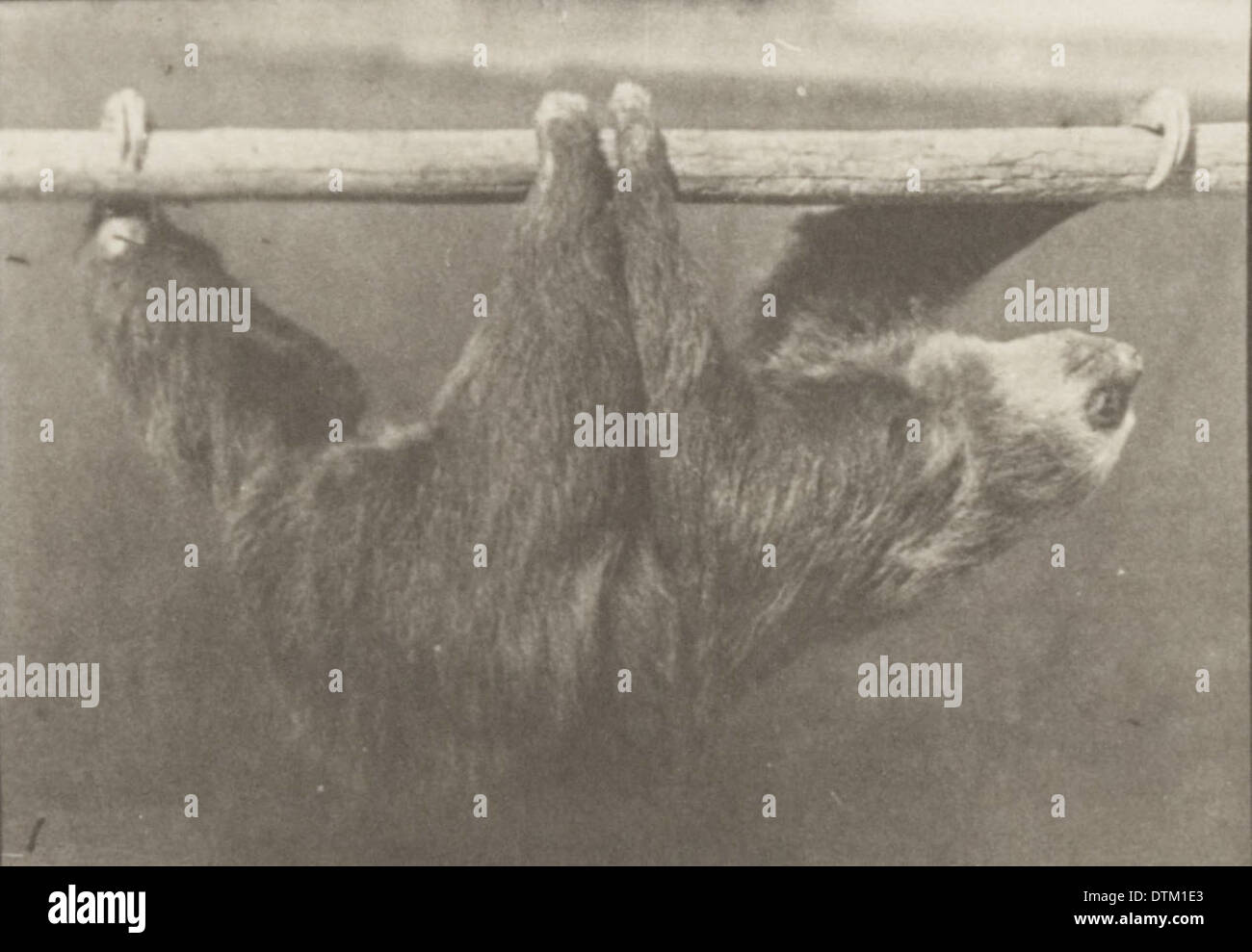 A sloth is photographed walking suspended on a horizontal pole ...