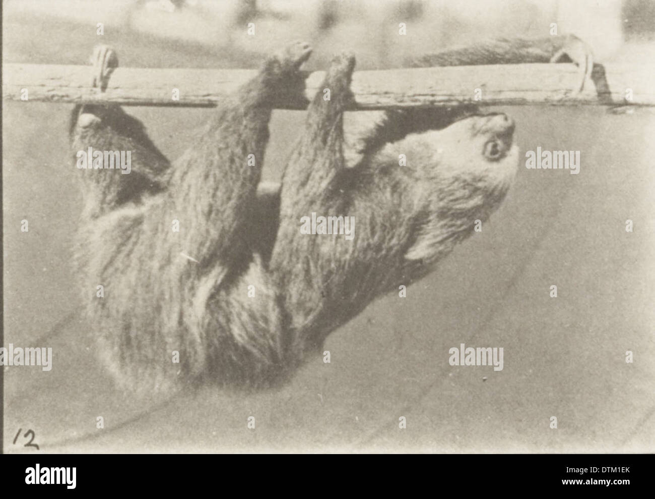 A sloth is photographed walking suspended on a horizontal pole ...