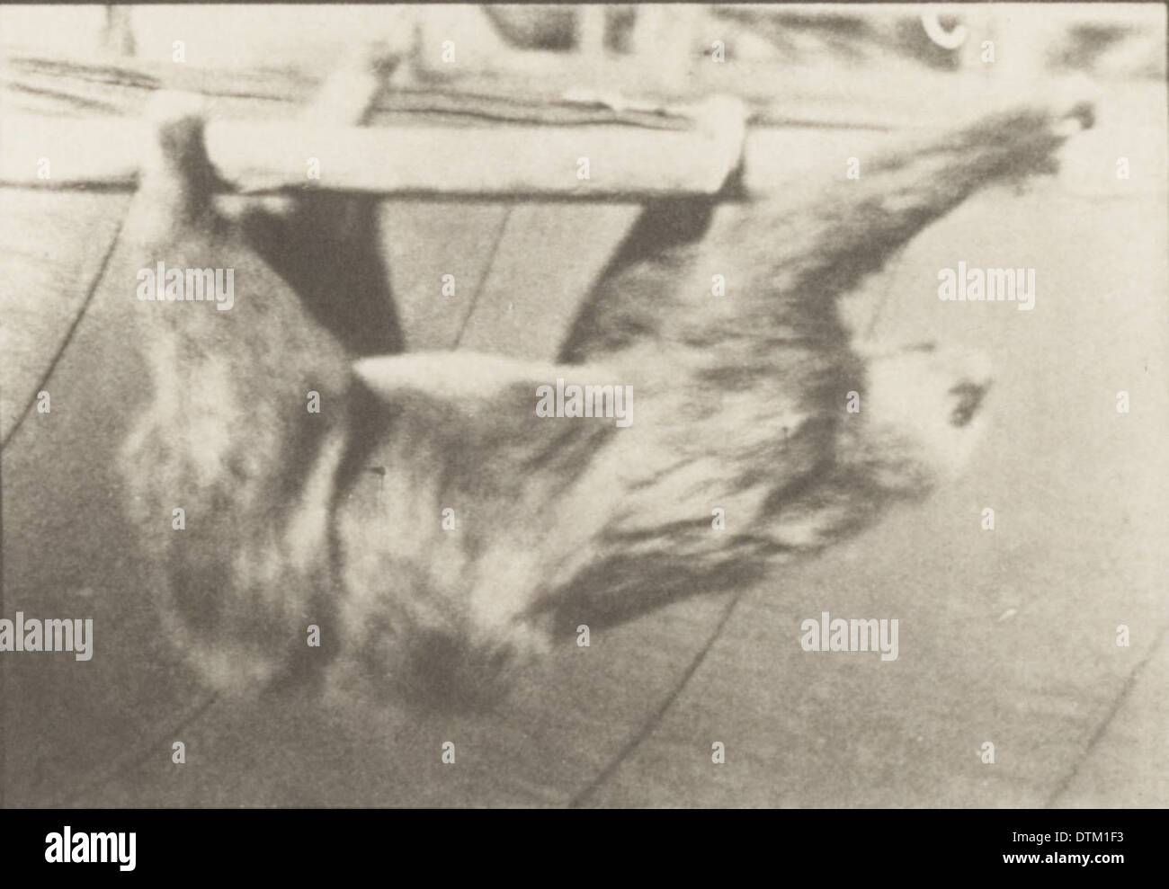 A photograph of a sloth walking suspended on a horizontal pole ...