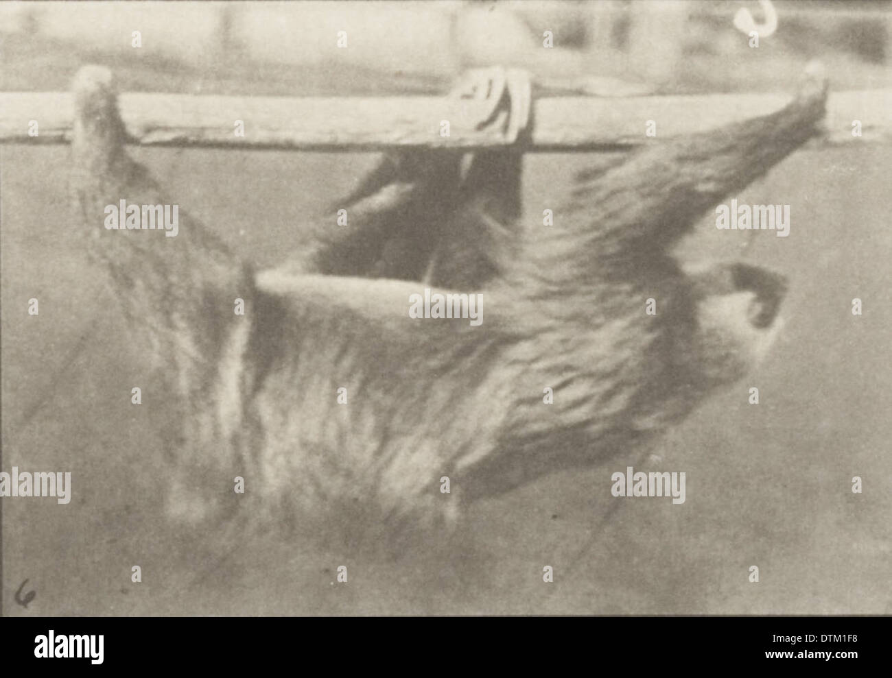 A sloth is seen walking suspended on a horizontal pole, demonstrating ...
