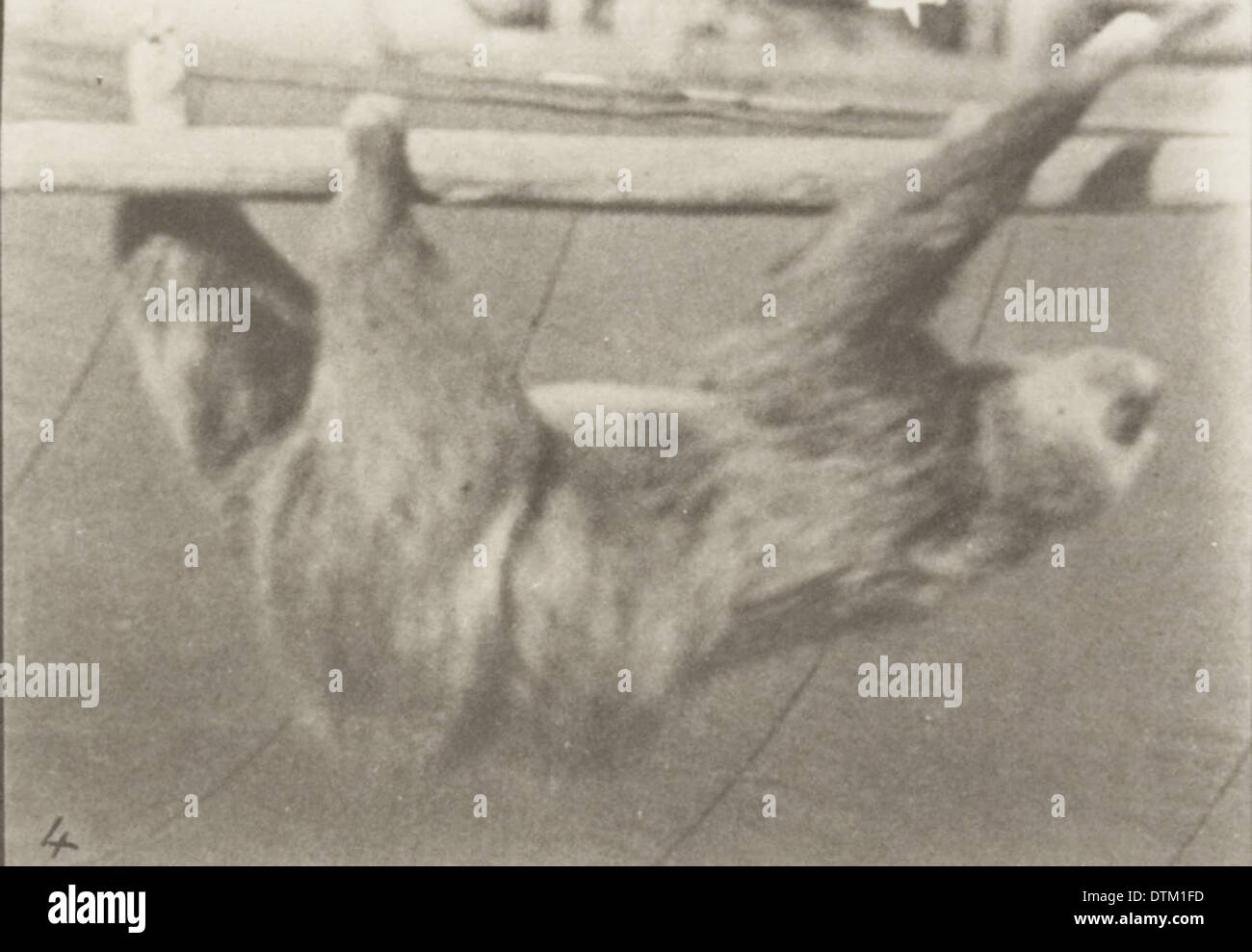 A sloth is shown walking suspended on a horizontal pole, displaying the ...