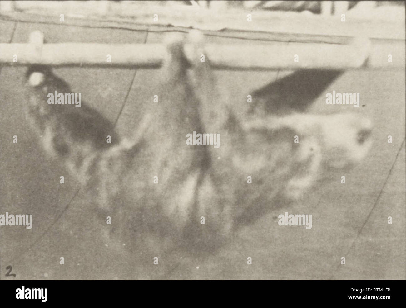 A photograph of a sloth walking suspended on a horizontal pole. The ...