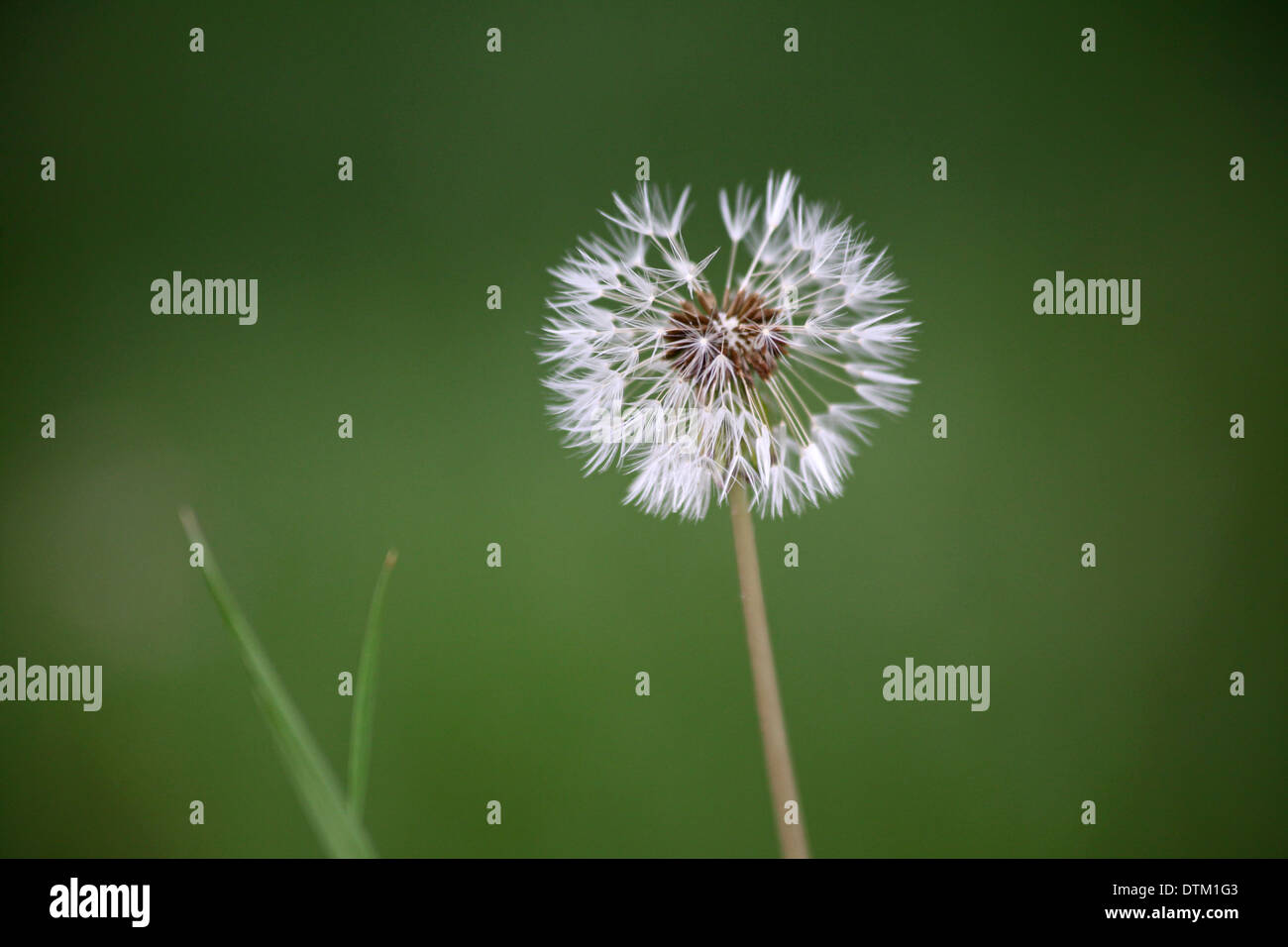 Dandelion Seed after flower dies and becomes a wishing flower Stock ...