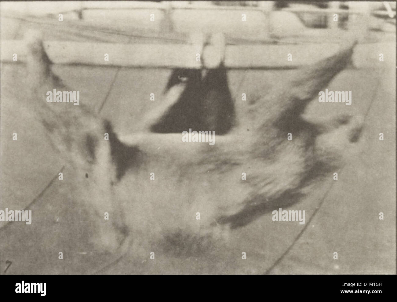 A sloth walking suspended on a horizontal pole, photographed in a ...