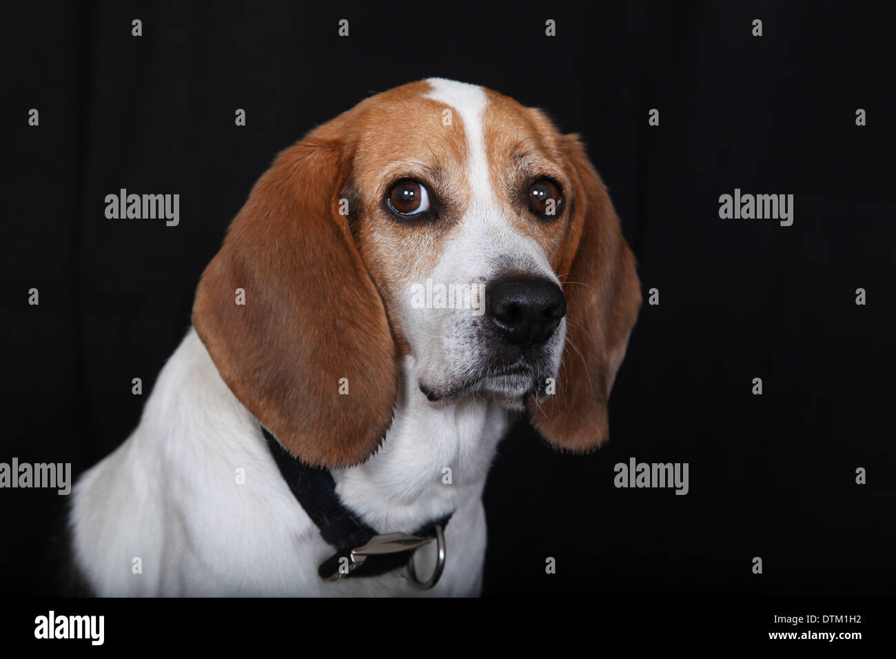 Beagle Sitting and Looking at viewer Stock Photo - Alamy