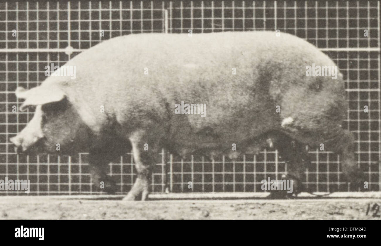 A sow walking, captured in a vintage photograph, displaying the animal ...