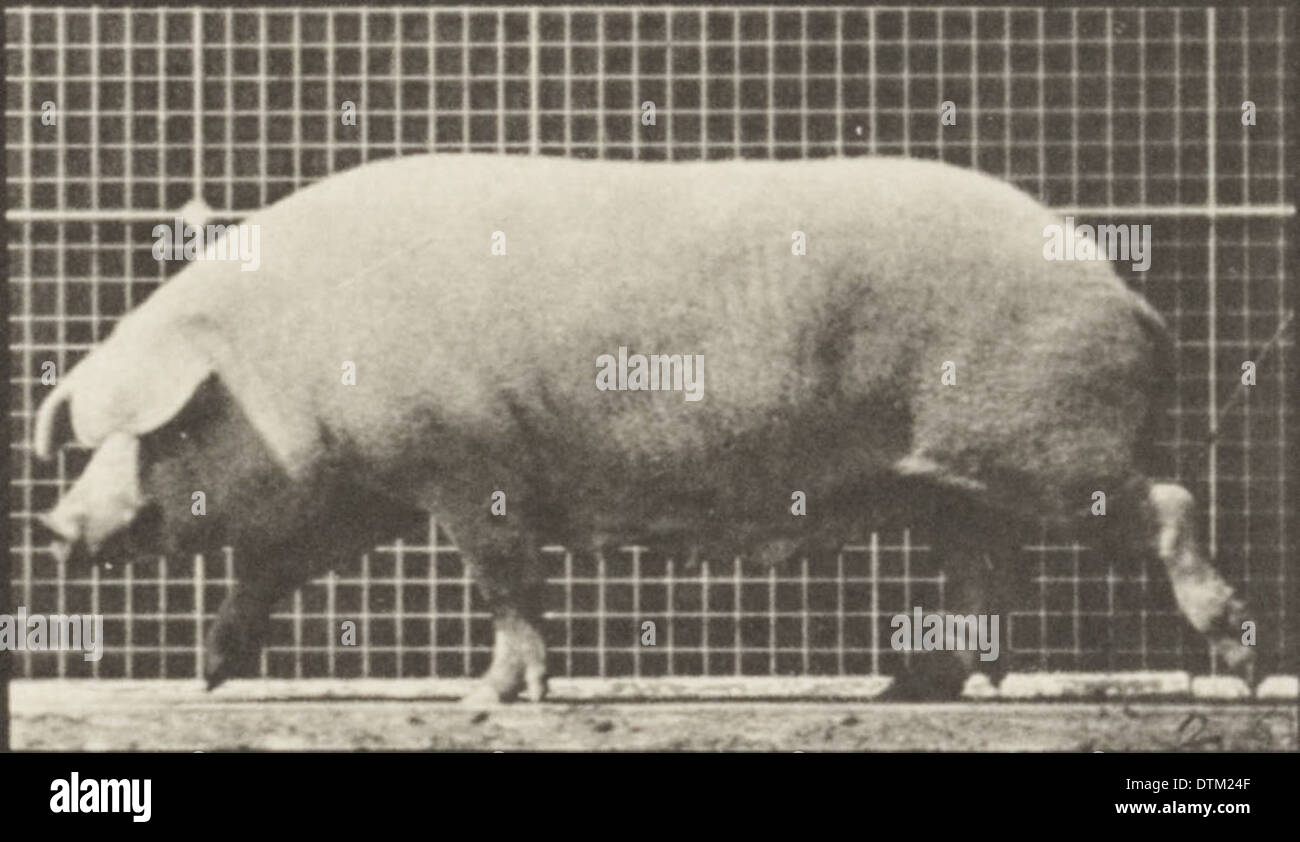 Photograph of a sow walking, captured in motion as the animal moves ...