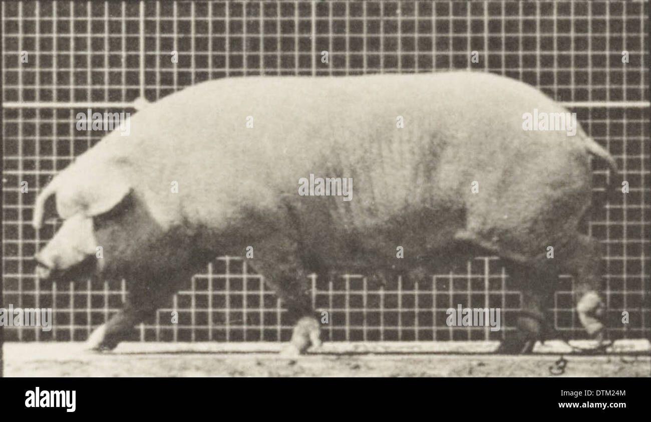 A photograph of a sow walking, captured in motion in a rural or farm ...
