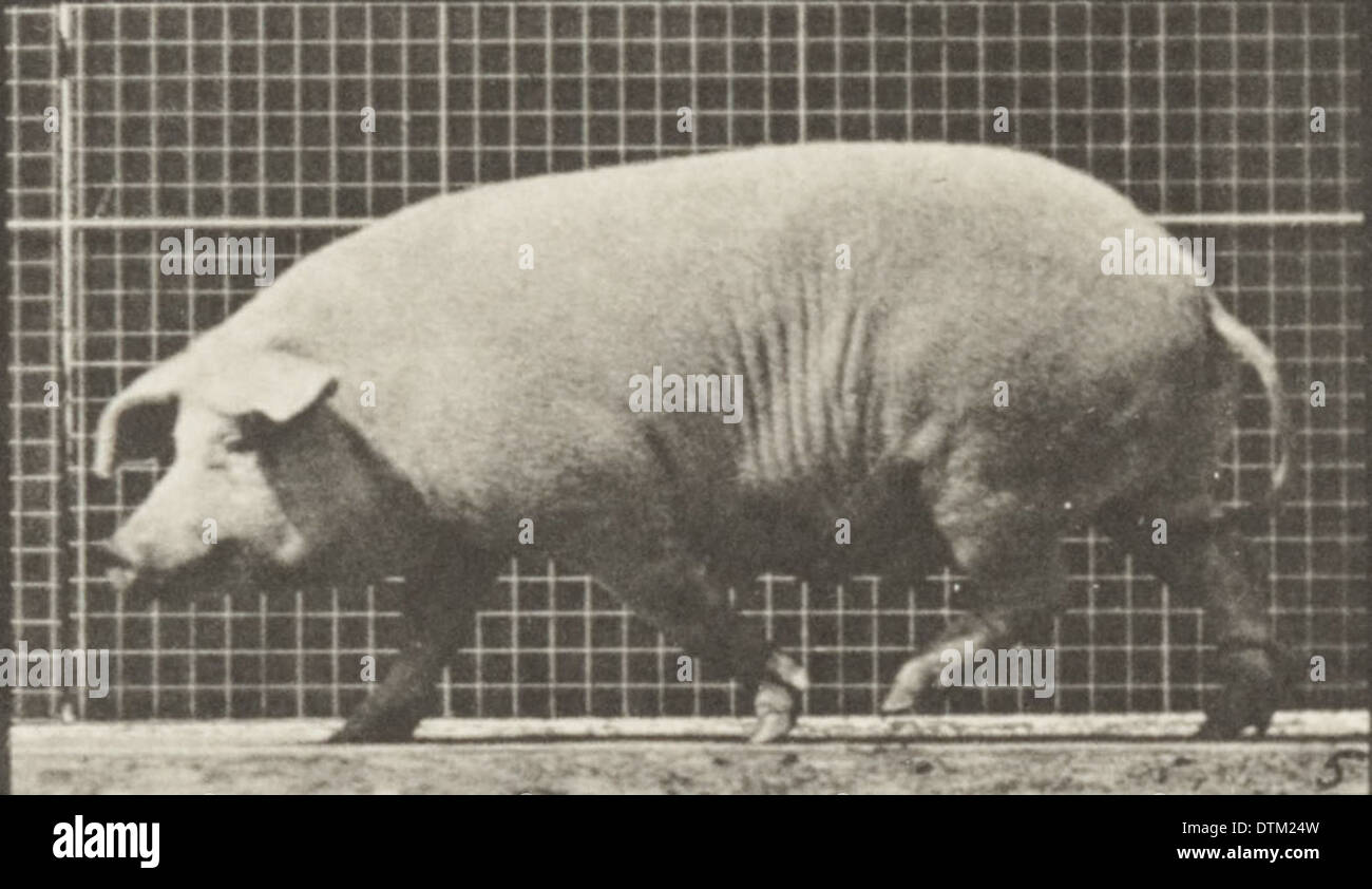 A sow walking on a dirt path, possibly on a farm or in a rural area ...