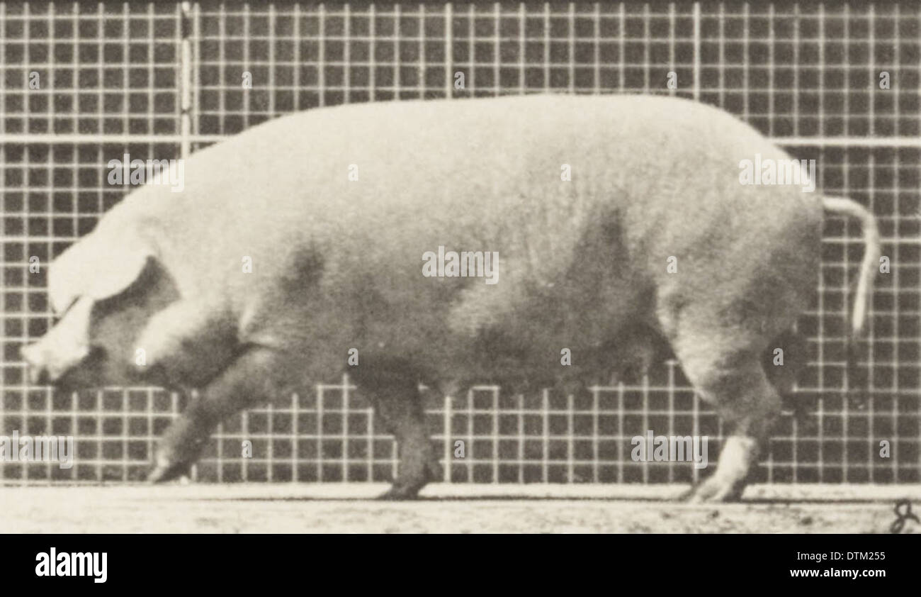 A sow is photographed walking, displaying its natural movement in a ...