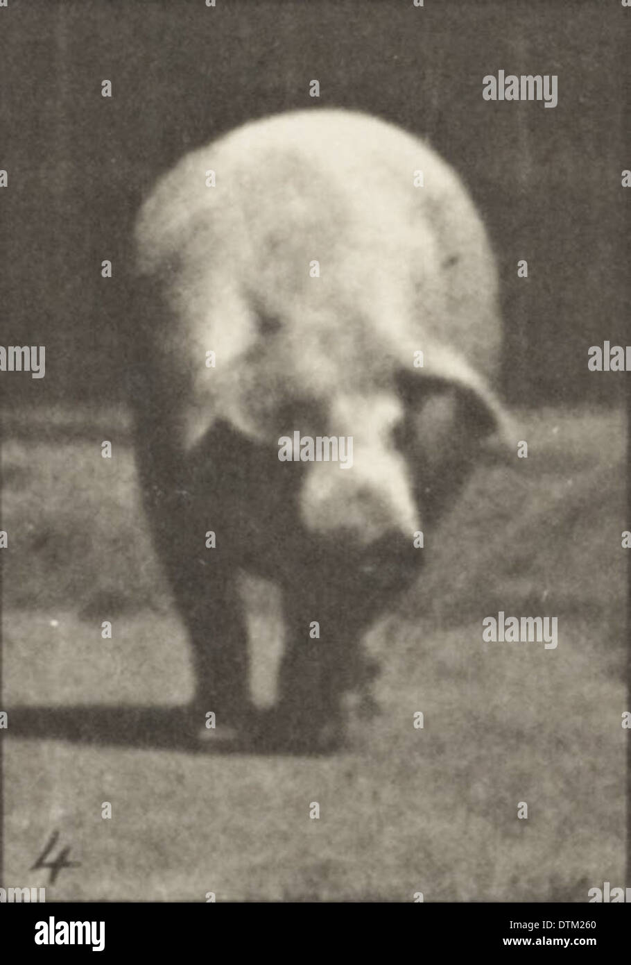 A sow is depicted walking in this vintage photograph, capturing the ...