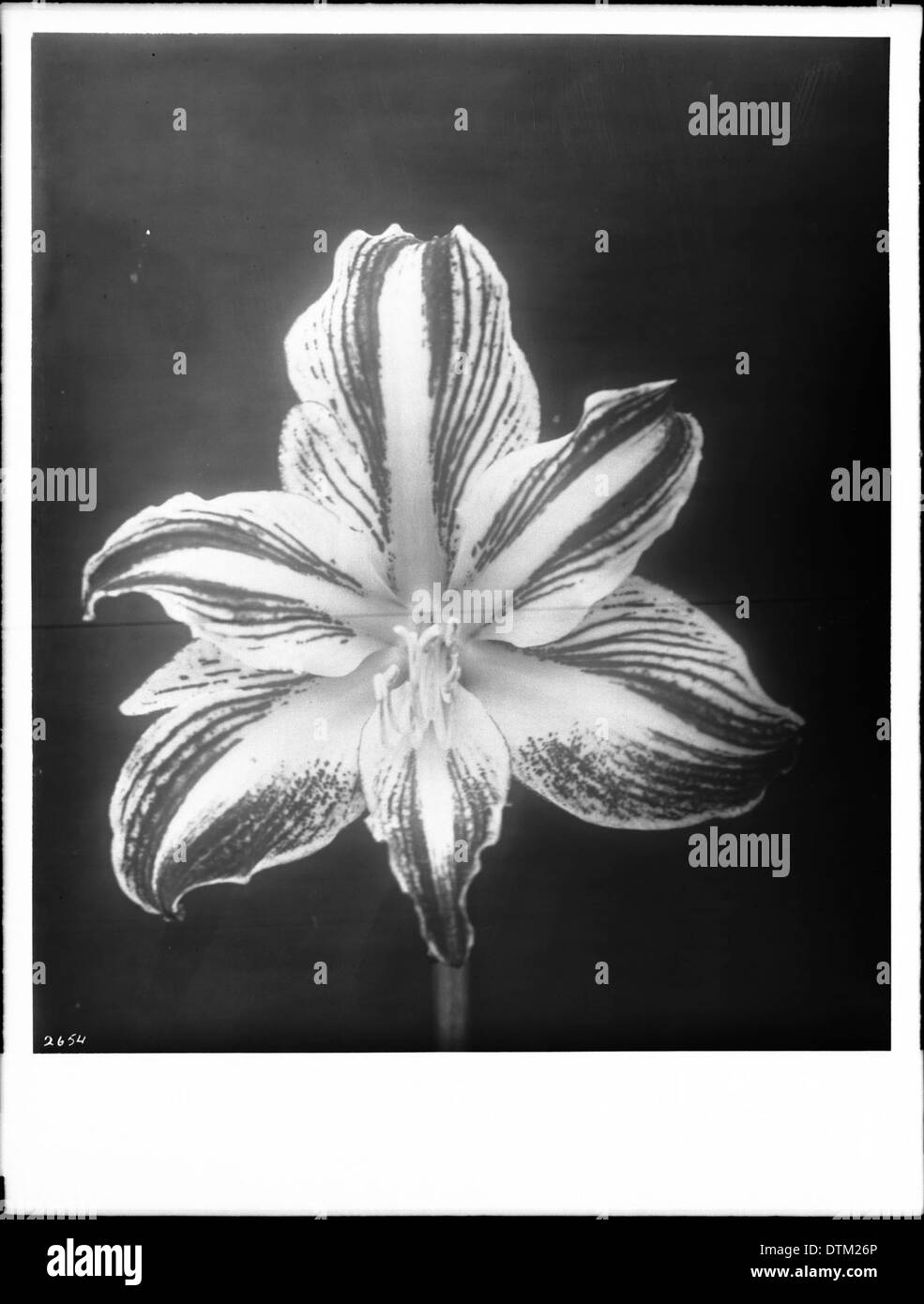Specimen flower Black and White Stock Photos & Images - Alamy