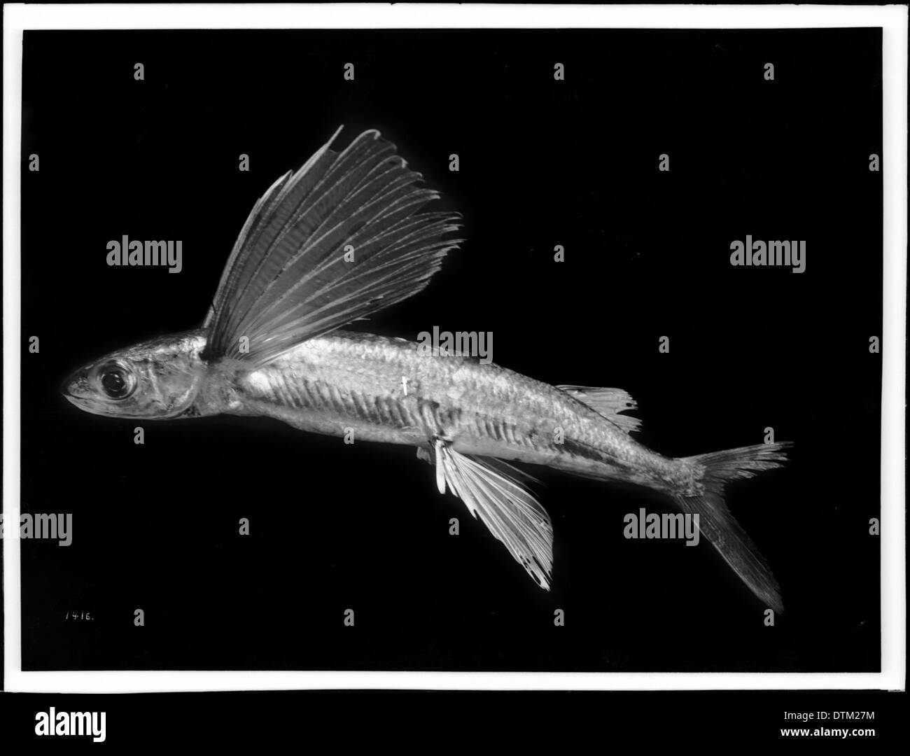 This photograph features a specimen of a flying fish from Santa ...