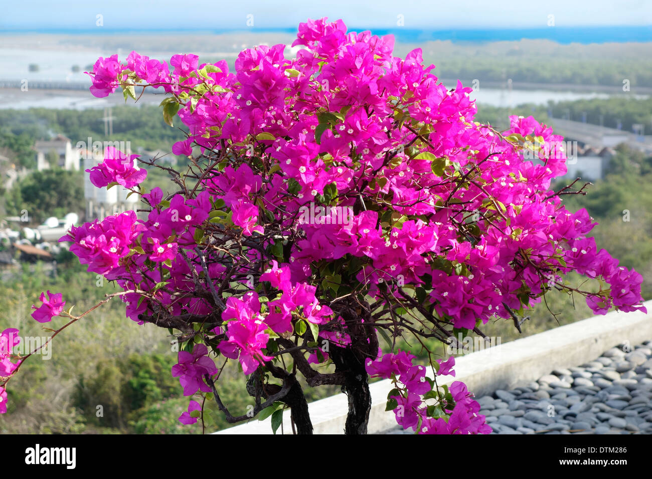 Tropical Bougainvillea Flowers Stock Photo - Alamy